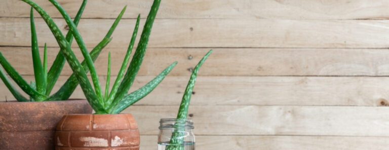 Sukulent Nasıl Çoğaltılır? | Koçtaş Blog