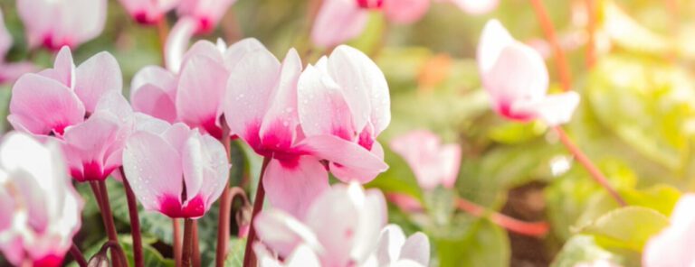 Sıklamen Çiçeği Bakımı Nasıl Yapılır ve Nasıl Çoğaltılır?