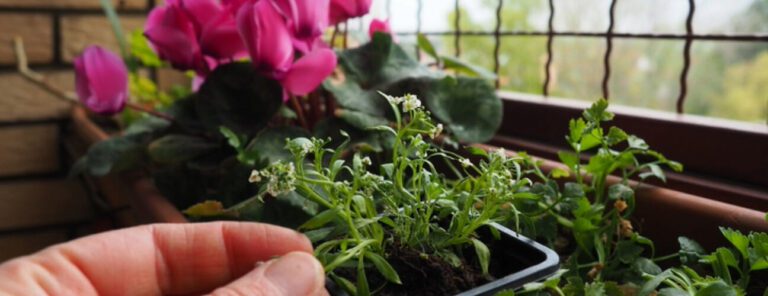 Sıklamen Çiçeği Bakımı Nasıl Yapılır ve Nasıl Çoğaltılır?